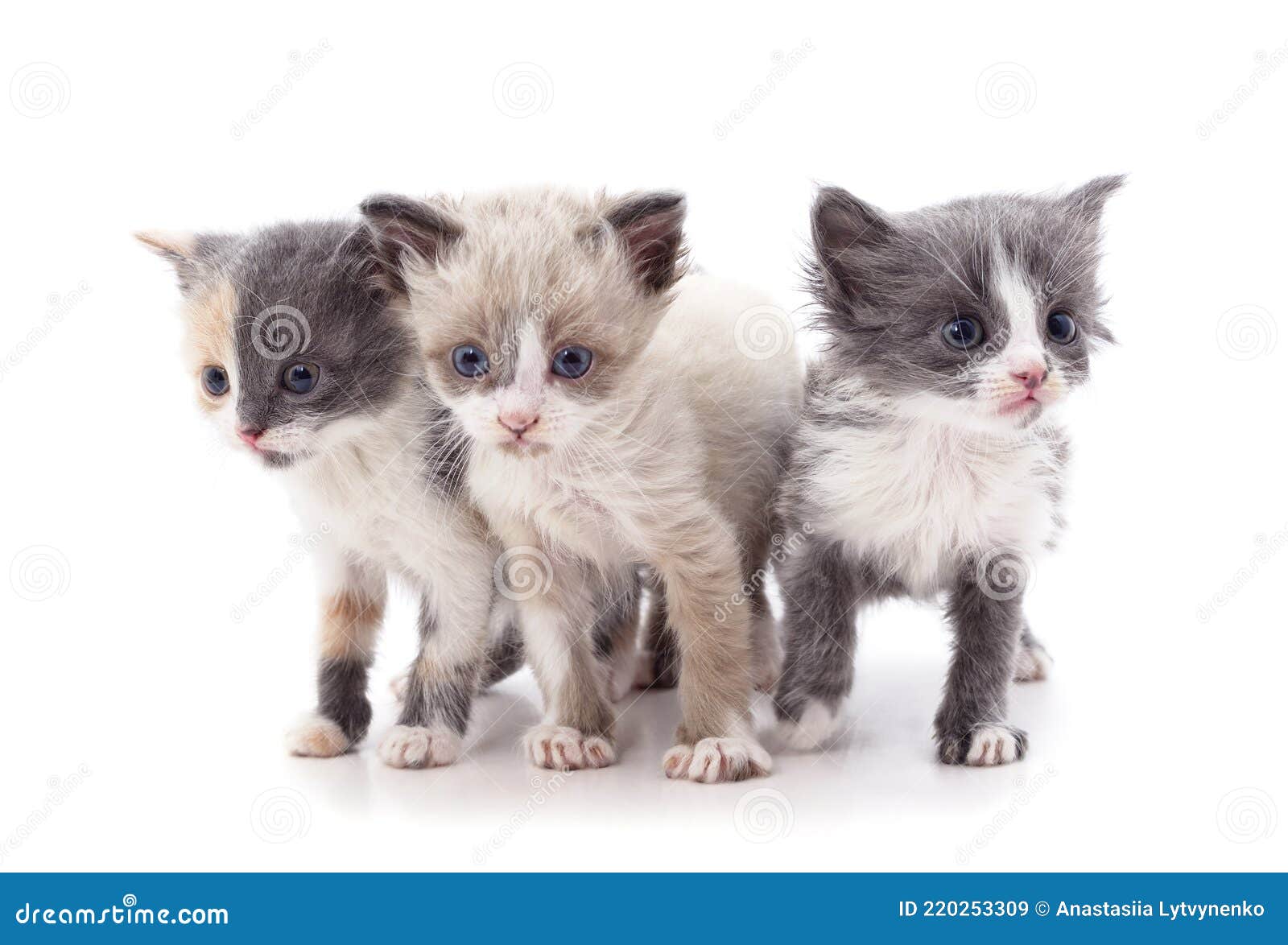 Three small kittens stock image. Image of mammals, little - 220253309