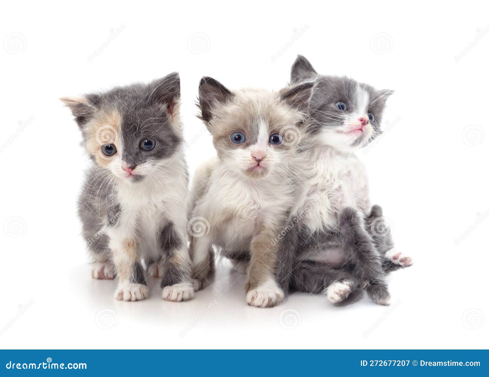 Three small kittens stock image. Image of three, tenderness - 272677207