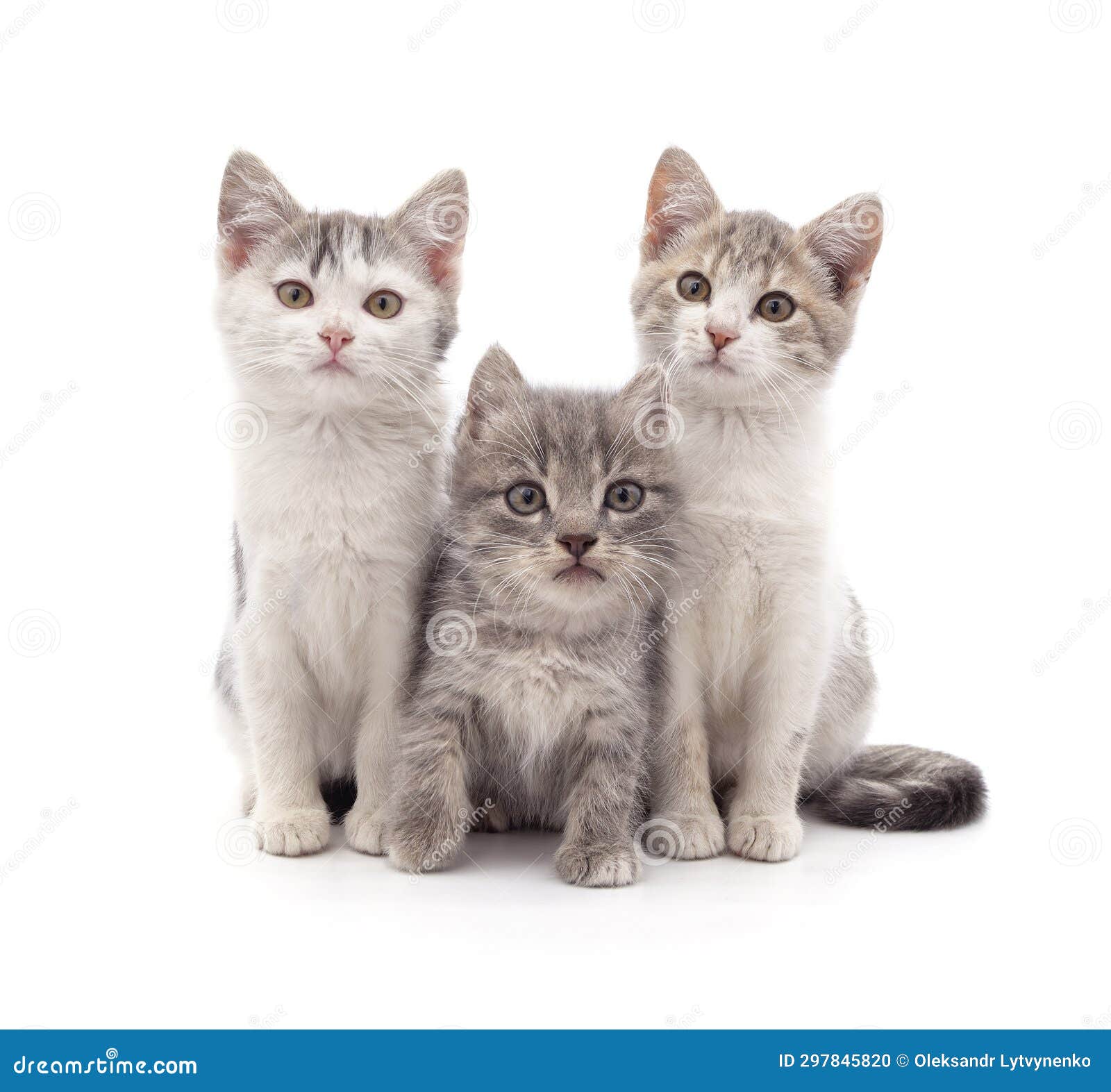 Three small kittens stock photo. Image of miles, love - 297845820