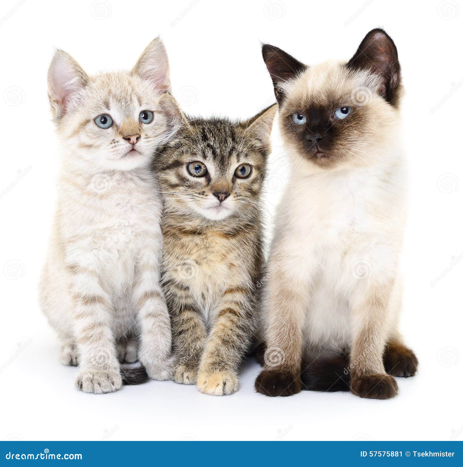 Three small kittens stock image. Image of front, tabby - 57575881