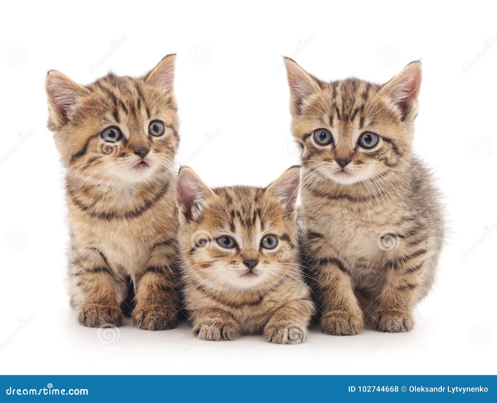 Three kittens. stock photo. Image of animal, affectionateness - 102744668