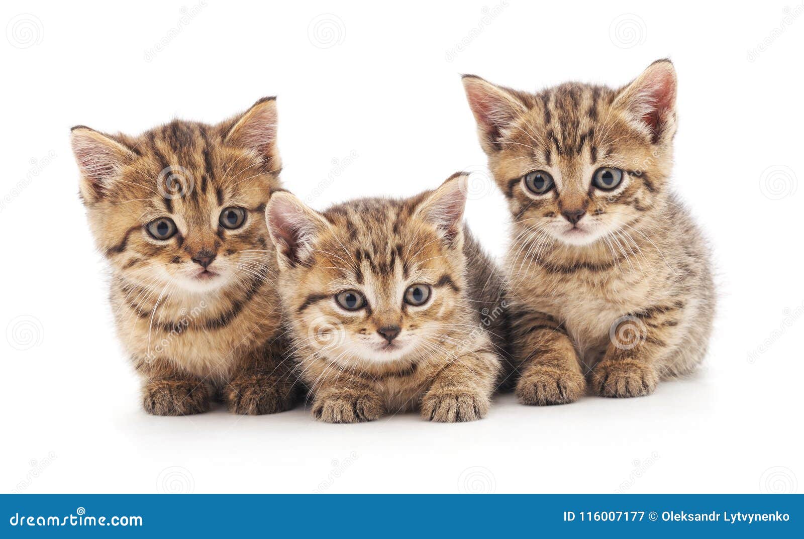Three small kittens. stock image. Image of baby, mammals - 116007177