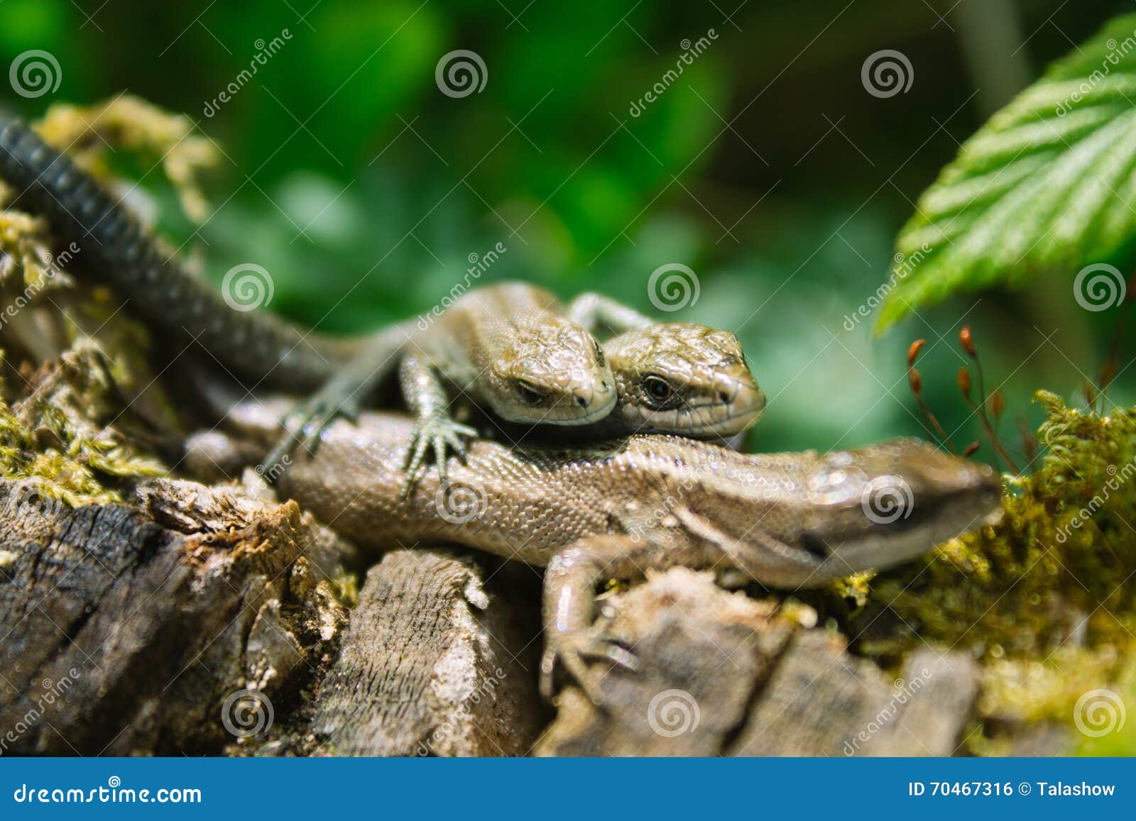 Three Small Lizards in Nature. Stock Photo - Image of reptiles, grass ...
