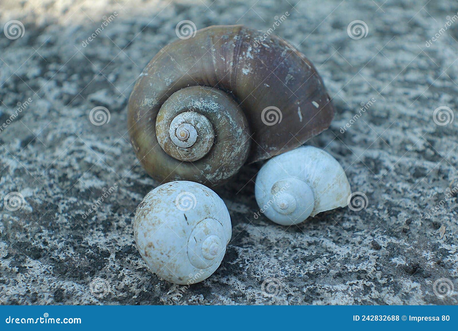 Three Small Long Dead Snail Shells Scattered on the Roadside Stock ...
