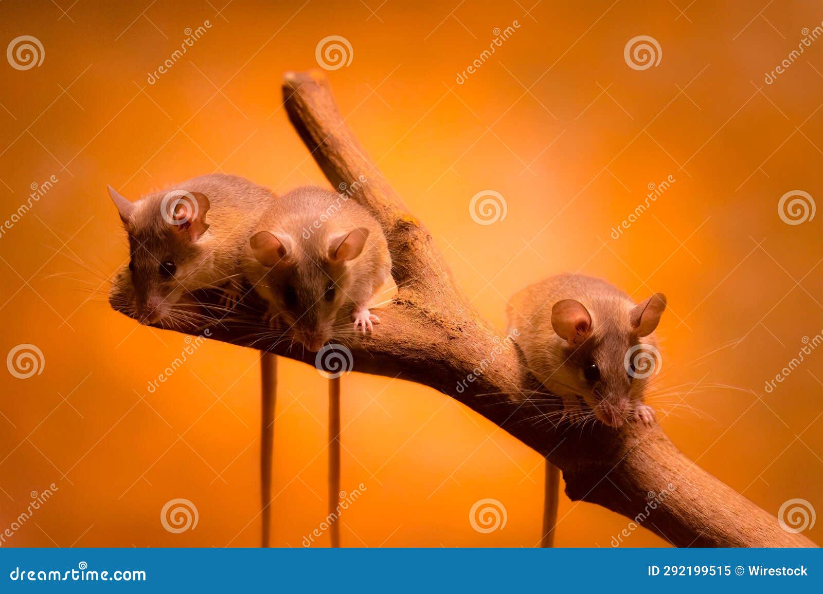 Small Mice Perched on a Tree Branch Stock Image - Image of scamper ...