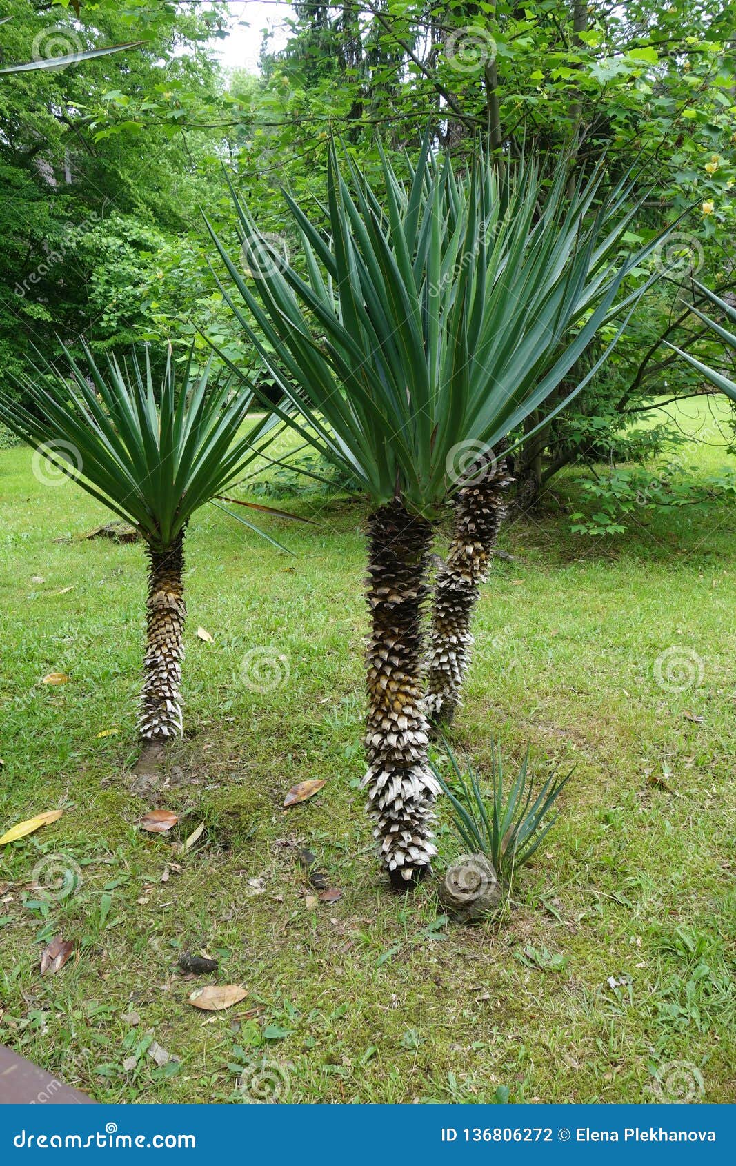 Three small palm trees stock photo. Image of greens - 136806272