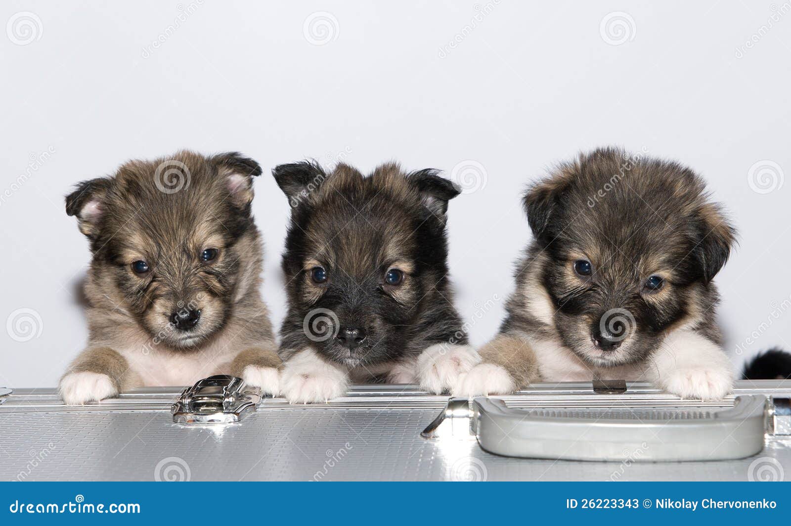 Three small puppies stock image. Image of case, nice - 26223343