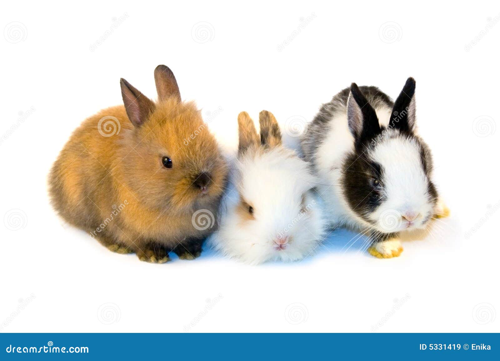 Three Small Rabbits Isolated Stock Image - Image of dating, childhood ...