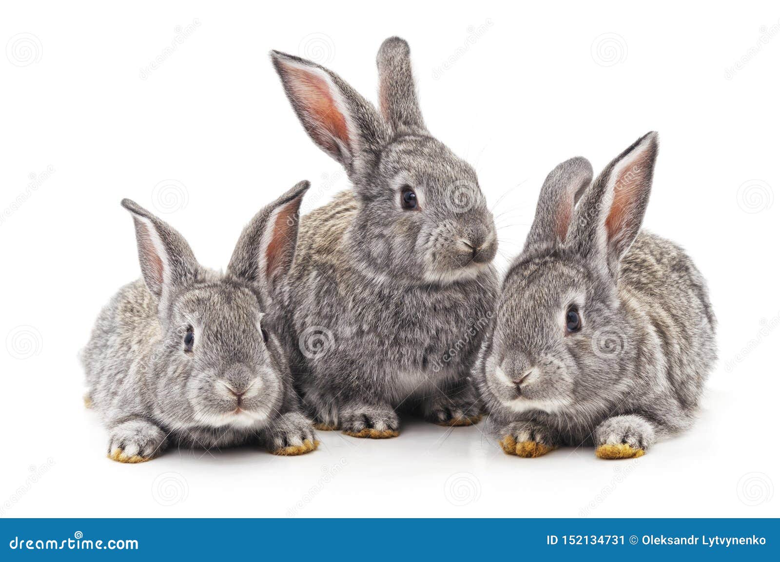 Three small rabbits stock image. Image of family, pets - 152134731