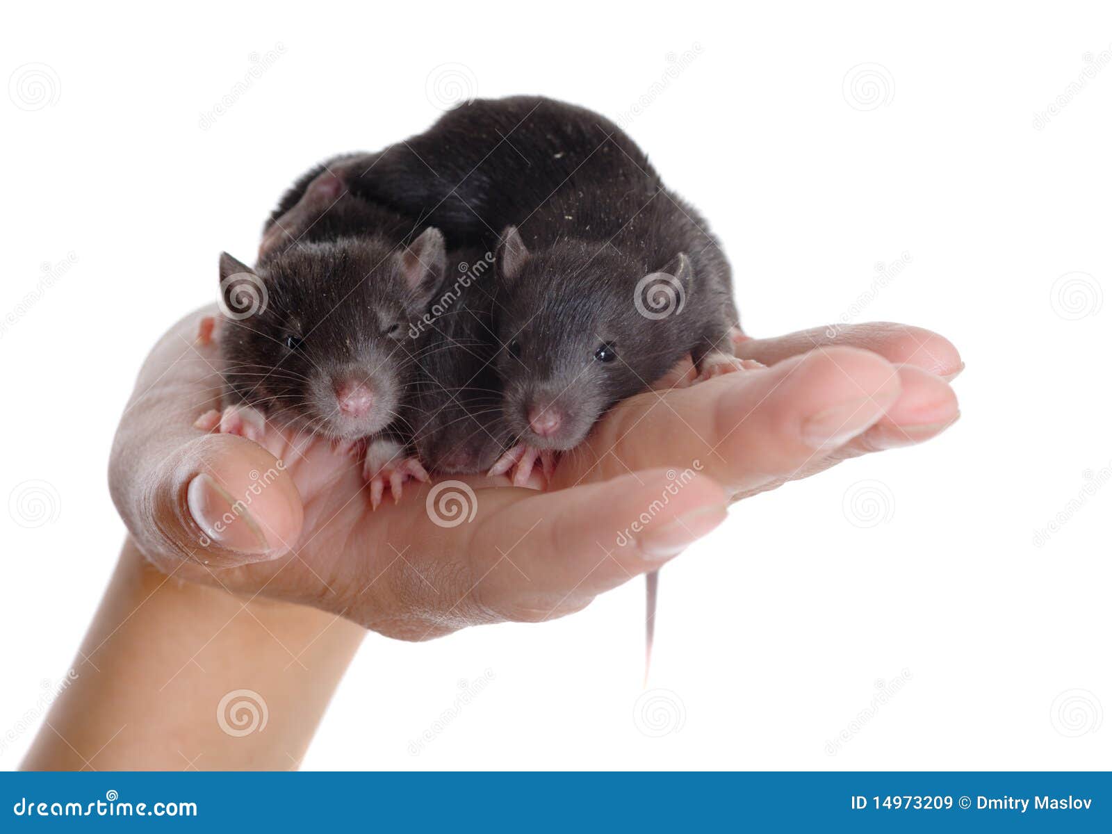 Three small rats stock image. Image of black, pets, domestic - 14973209