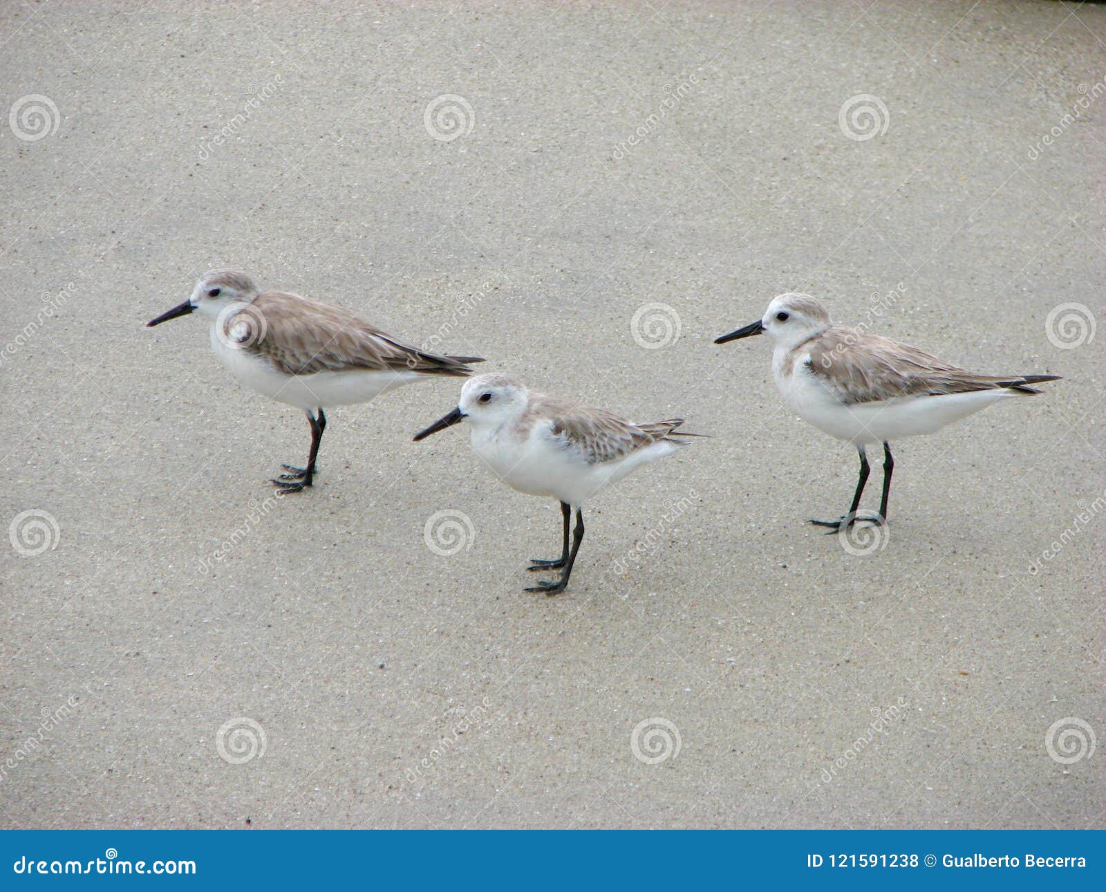 Three Small Sea Birds on a Beach Stock Photo - Image of nature, natural ...