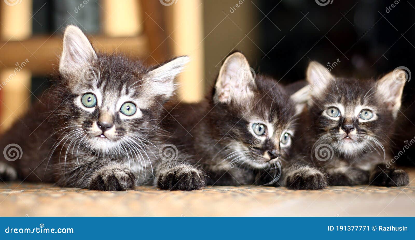 Small Striped Kittens Sitting and Looking at Camera Stock Image - Image ...
