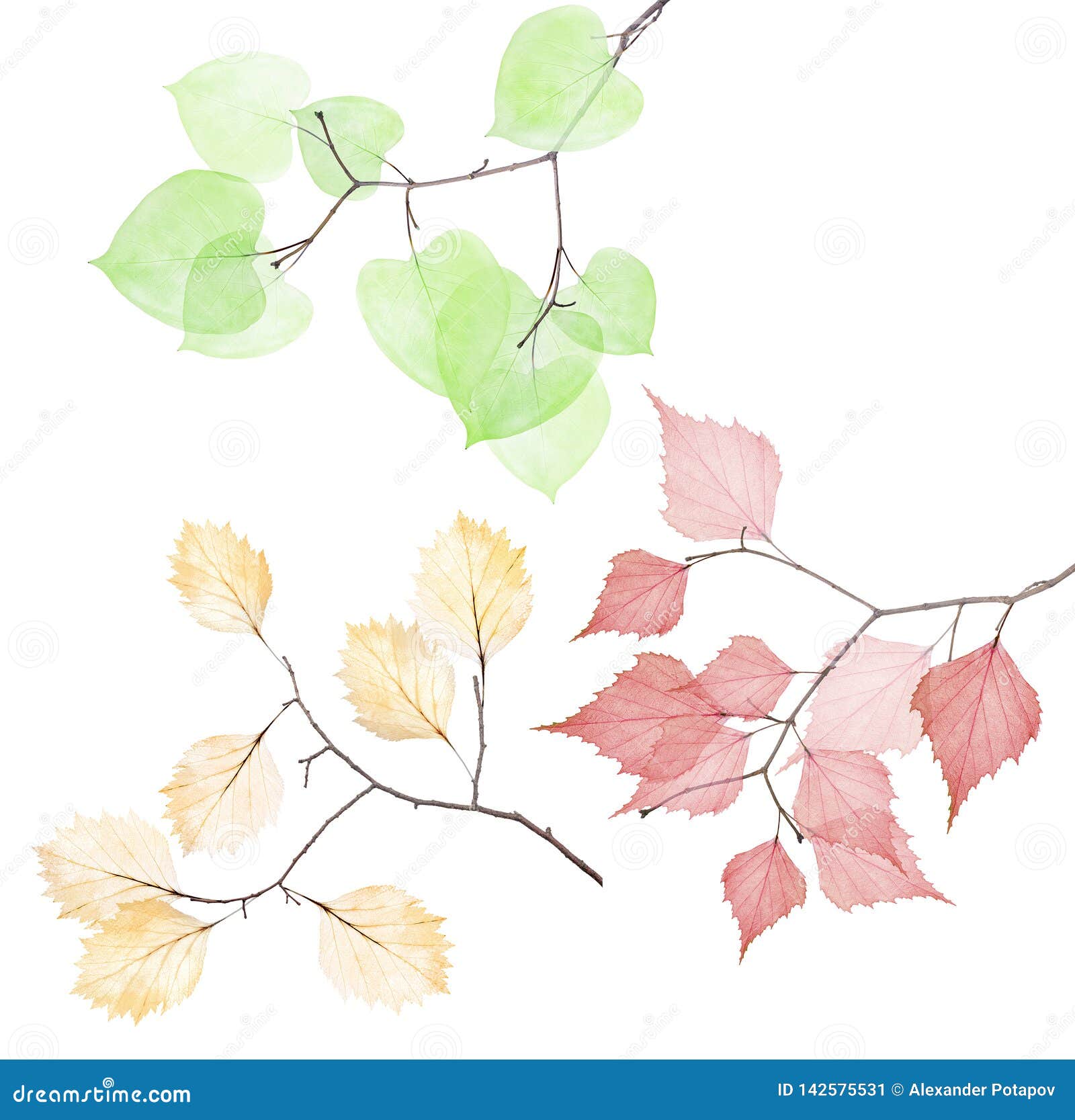 Three Small Tree Branches with Dried Leaves on White Stock Image ...