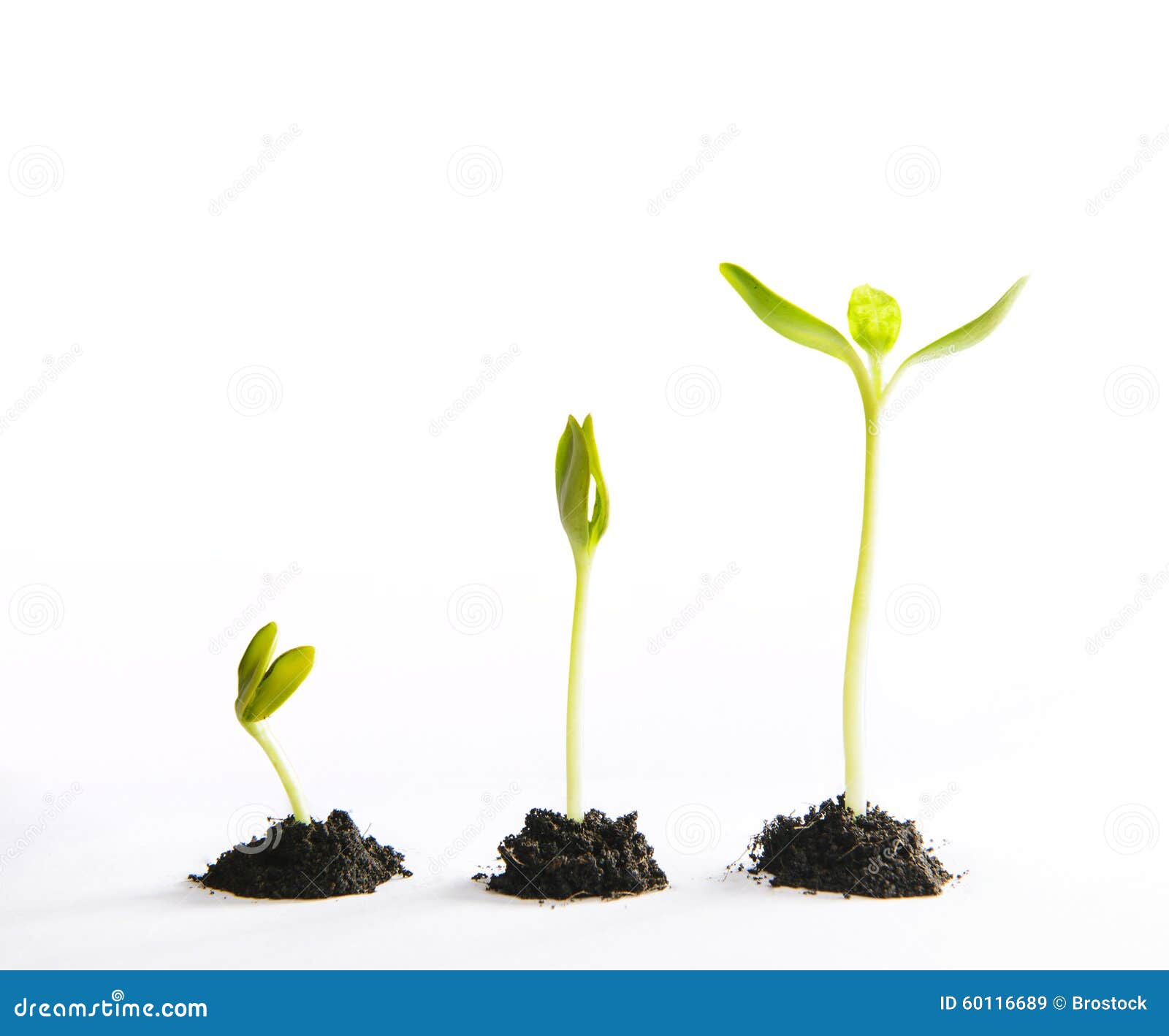Three small tree stock image. Image of tree, evolution - 60116689