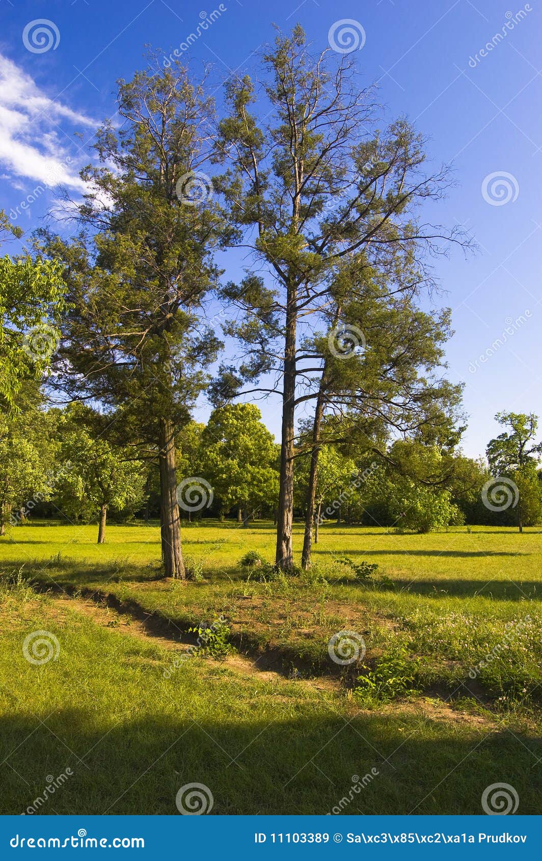 Three small trees stock image. Image of peaceful, nature - 11103389