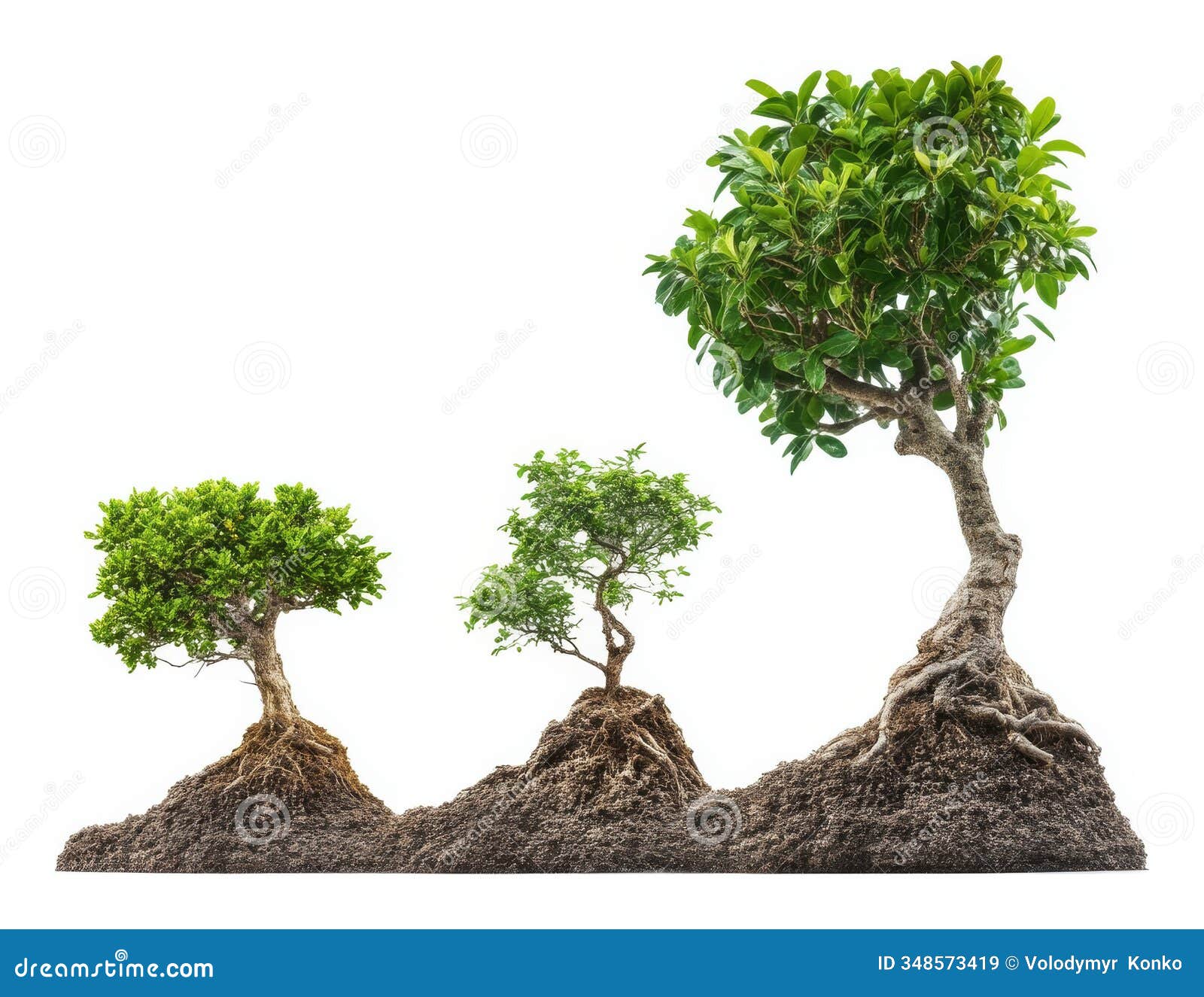 Three Small Trees with Visible Roots on Soil Mounds Stock Image - Image ...