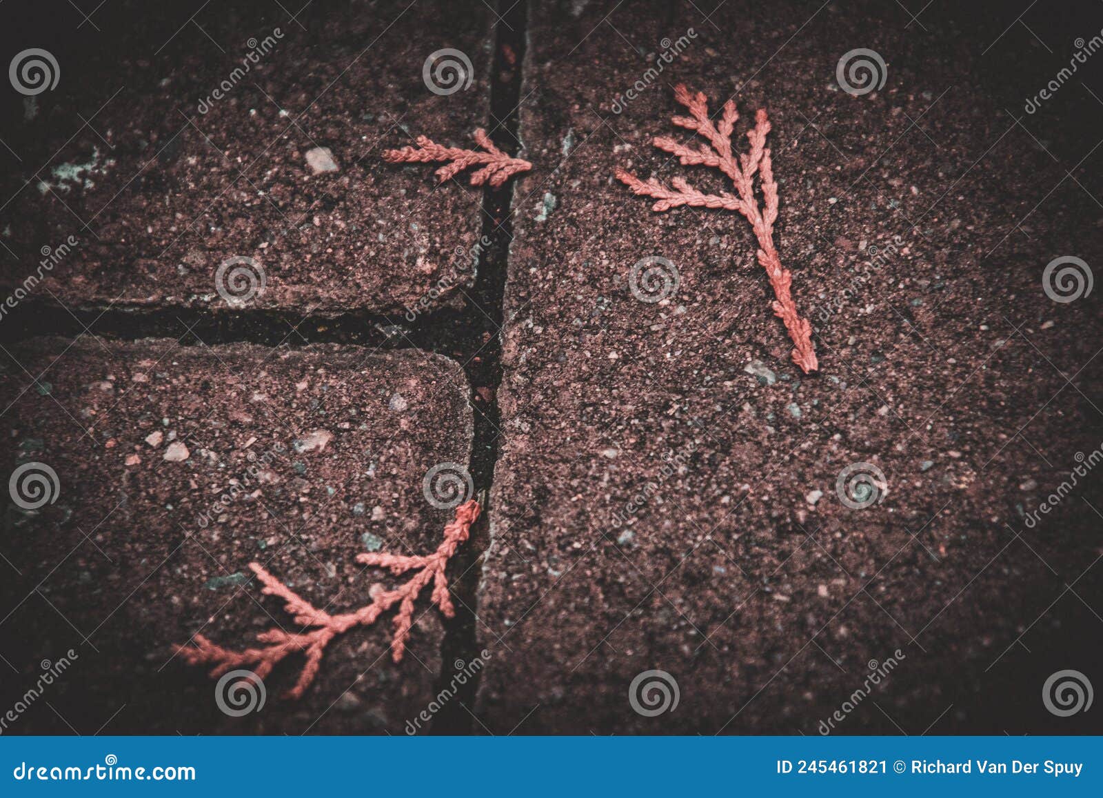 Three small twigs isolated stock image. Image of isolated - 245461821