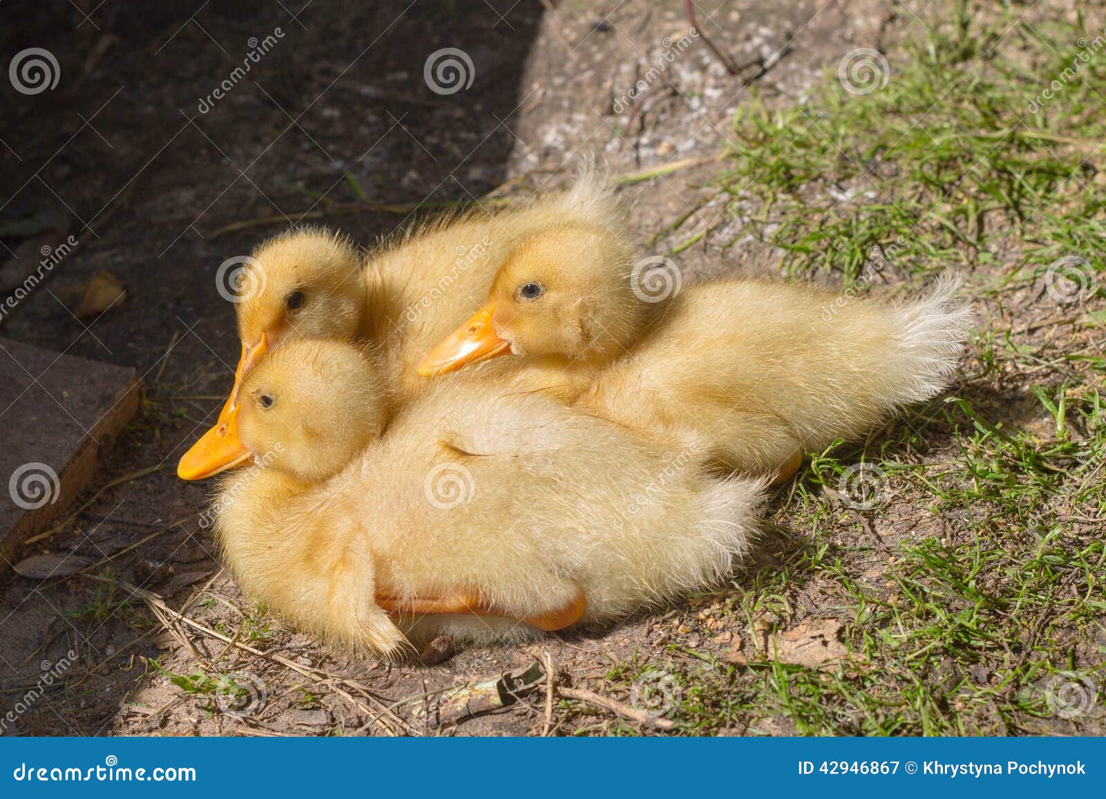 Three small yellow ducks stock image. Image of flower - 42946867