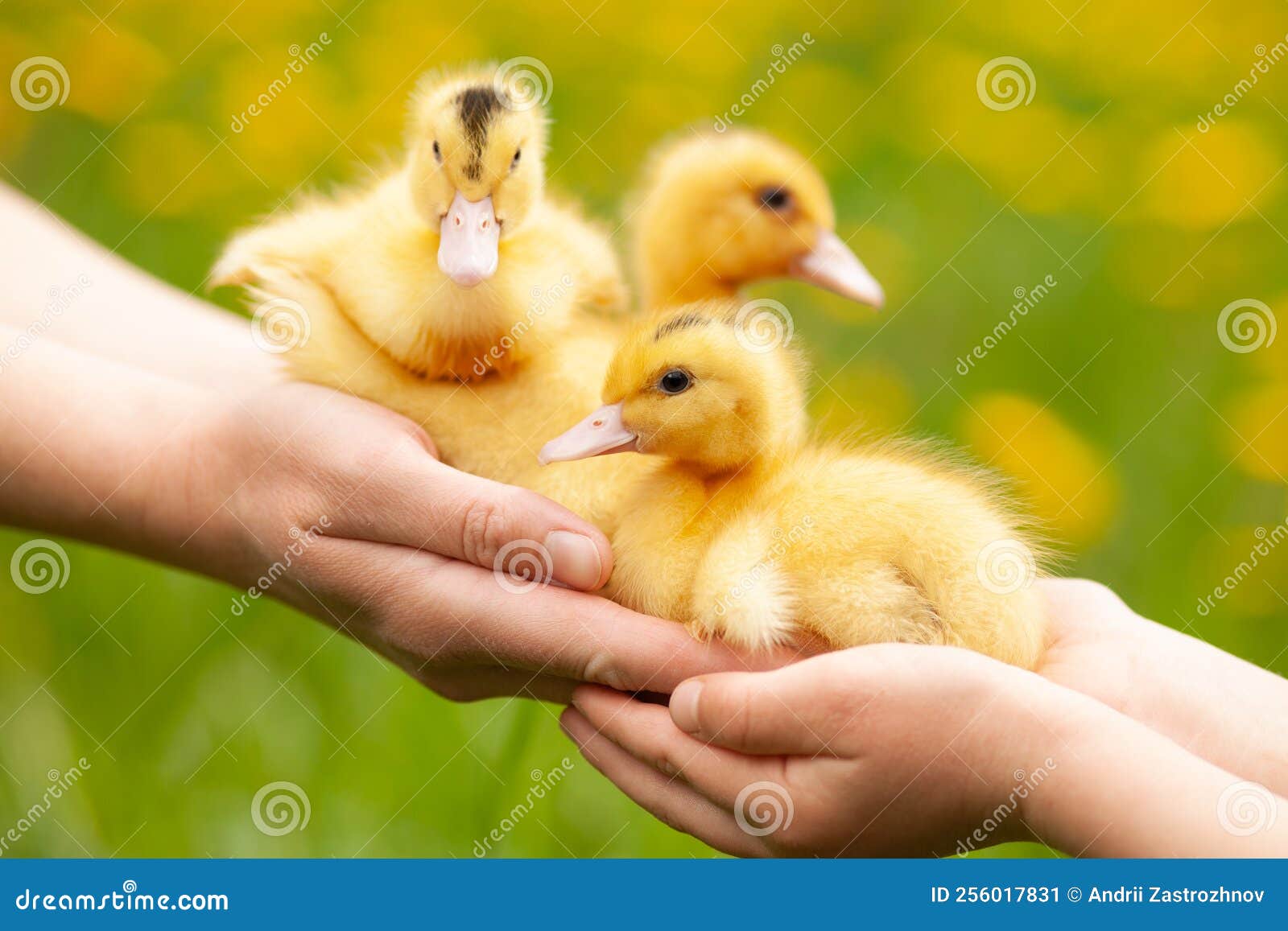 Three Small Yellow Mulard Ducks in the Hands Stock Image - Image of ...