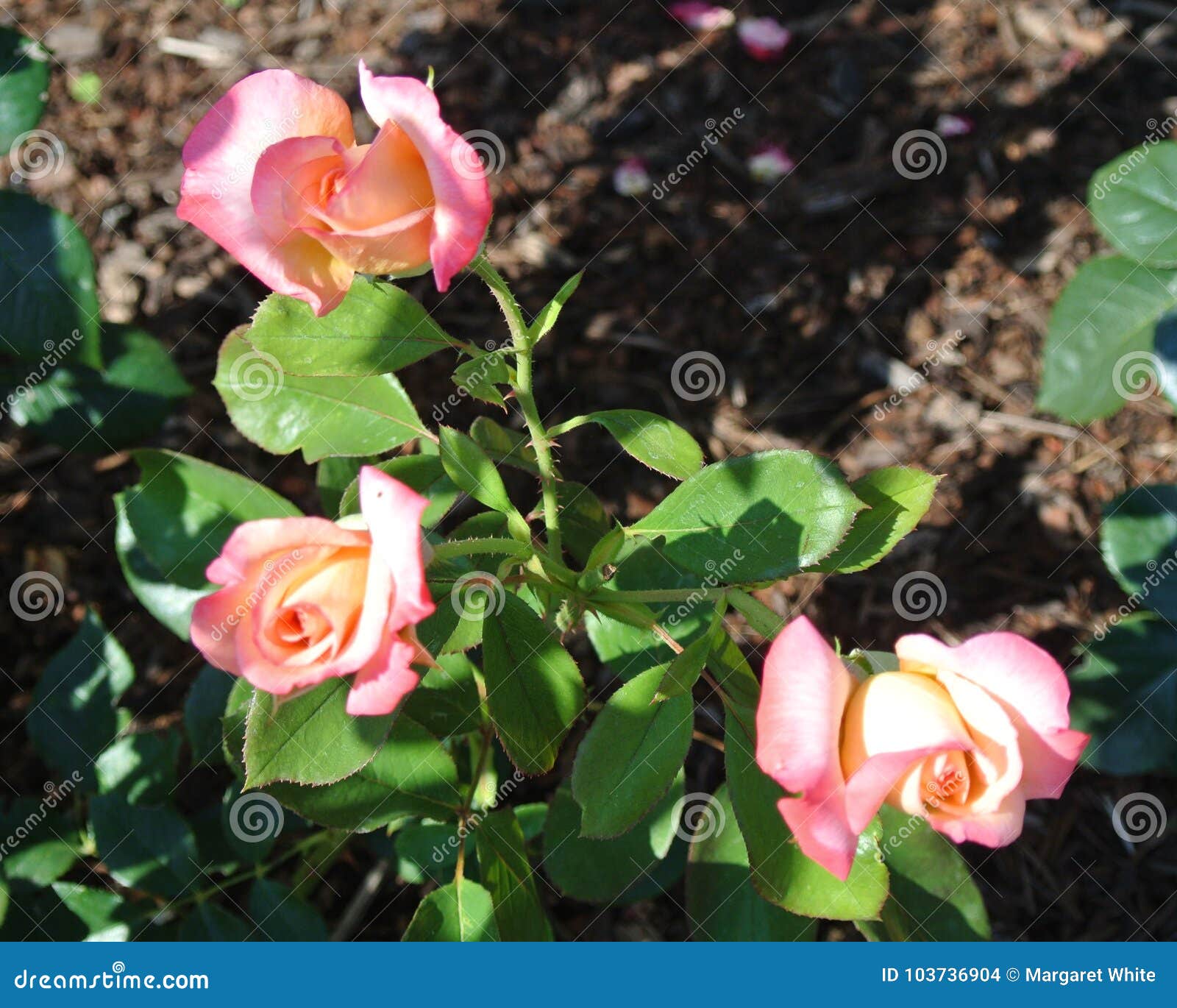 A Group of Three Small Rose Buds Stock Photo - Image of rose, buds ...