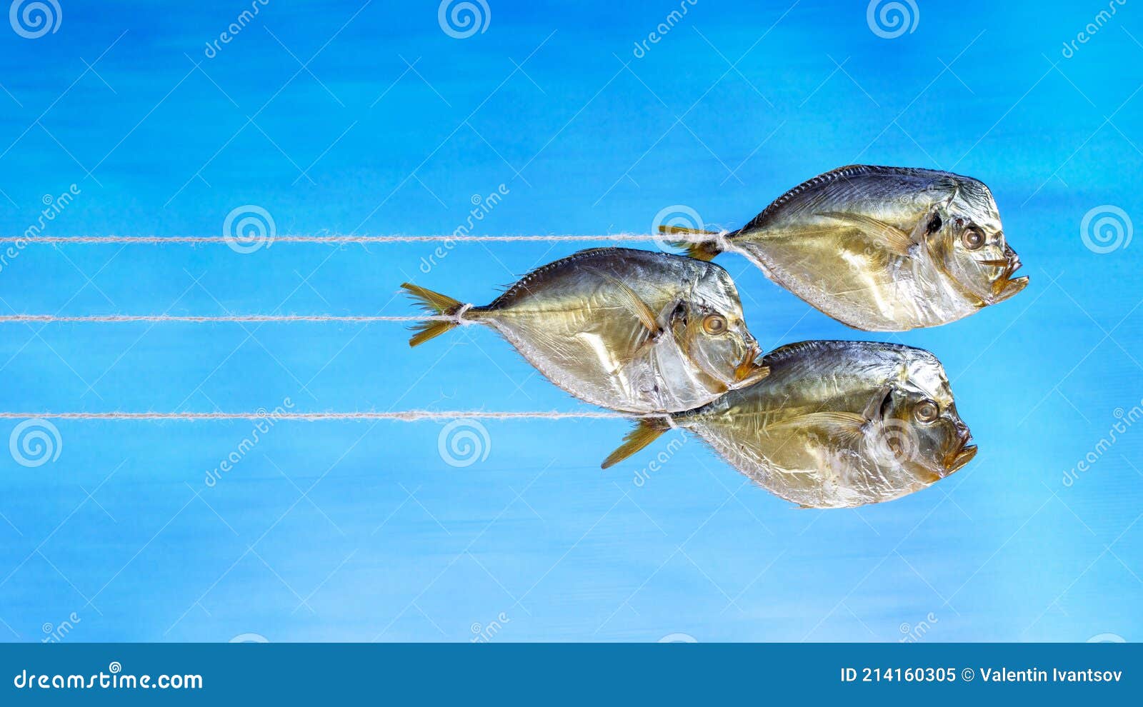 Three Smoked Sea Fish Selene Close-up on a String Stock Image - Image ...