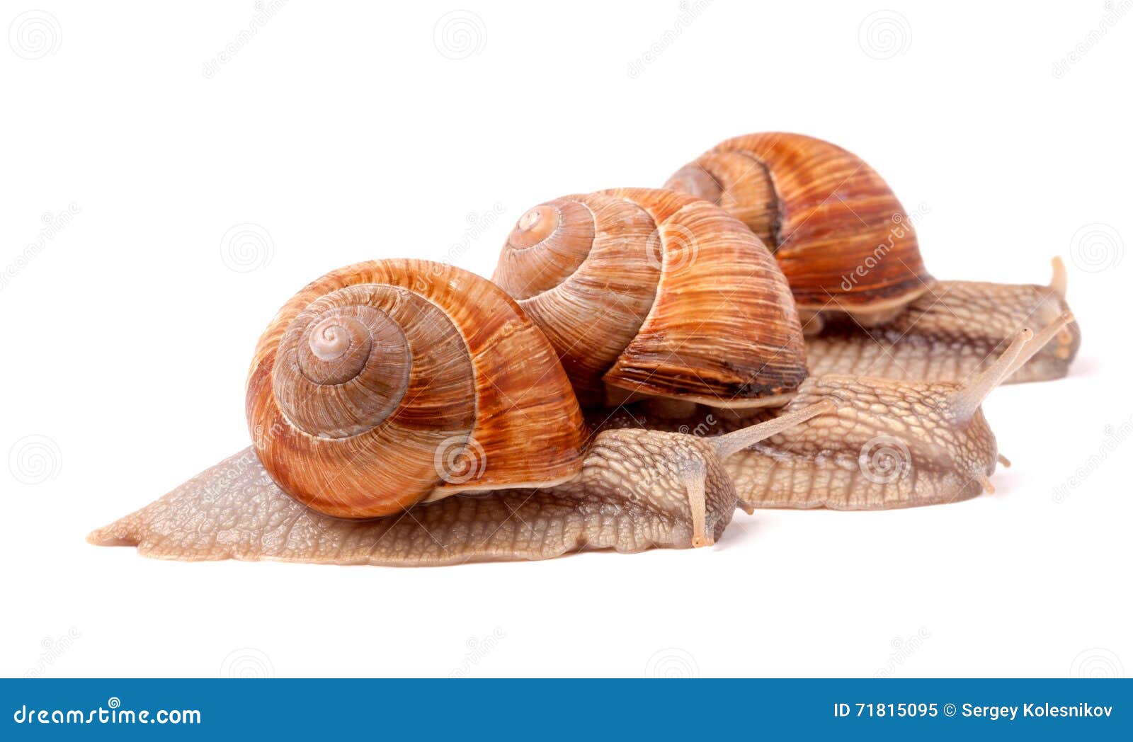 Three Snail Crawling on a White Background Closeup Stock Image - Image ...