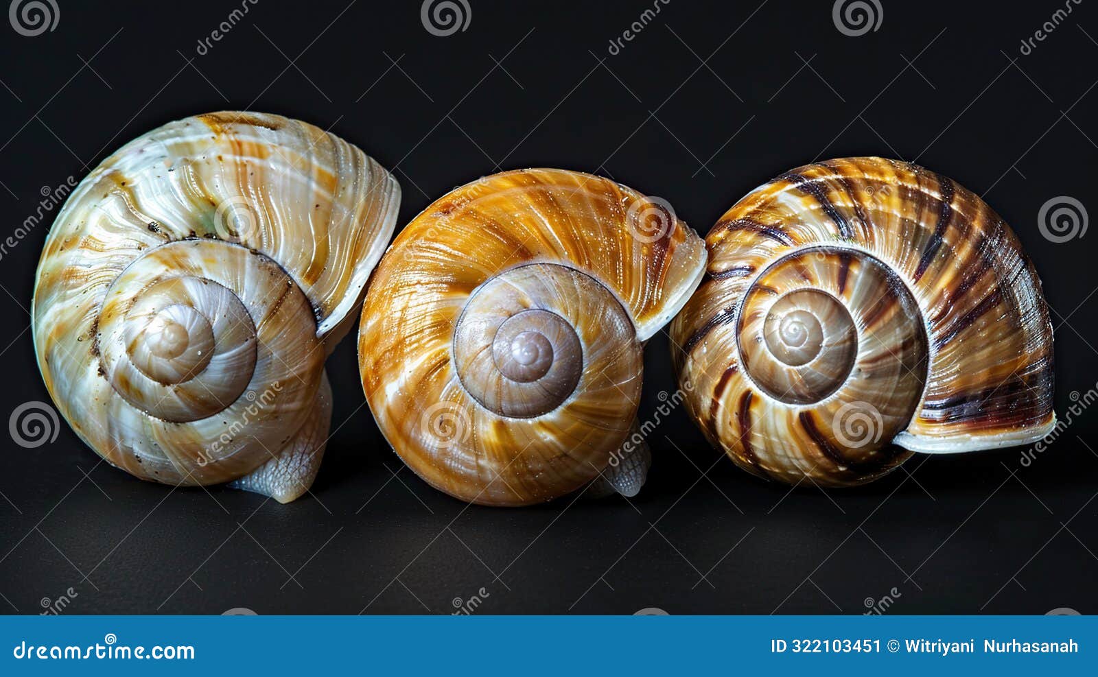 Three Snail Shells Aligned on Black Background Stock Illustration ...