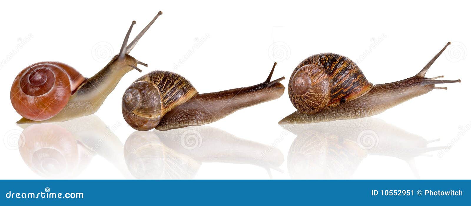 Snails Royalty-Free Stock Photography | CartoonDealer.com #43375205