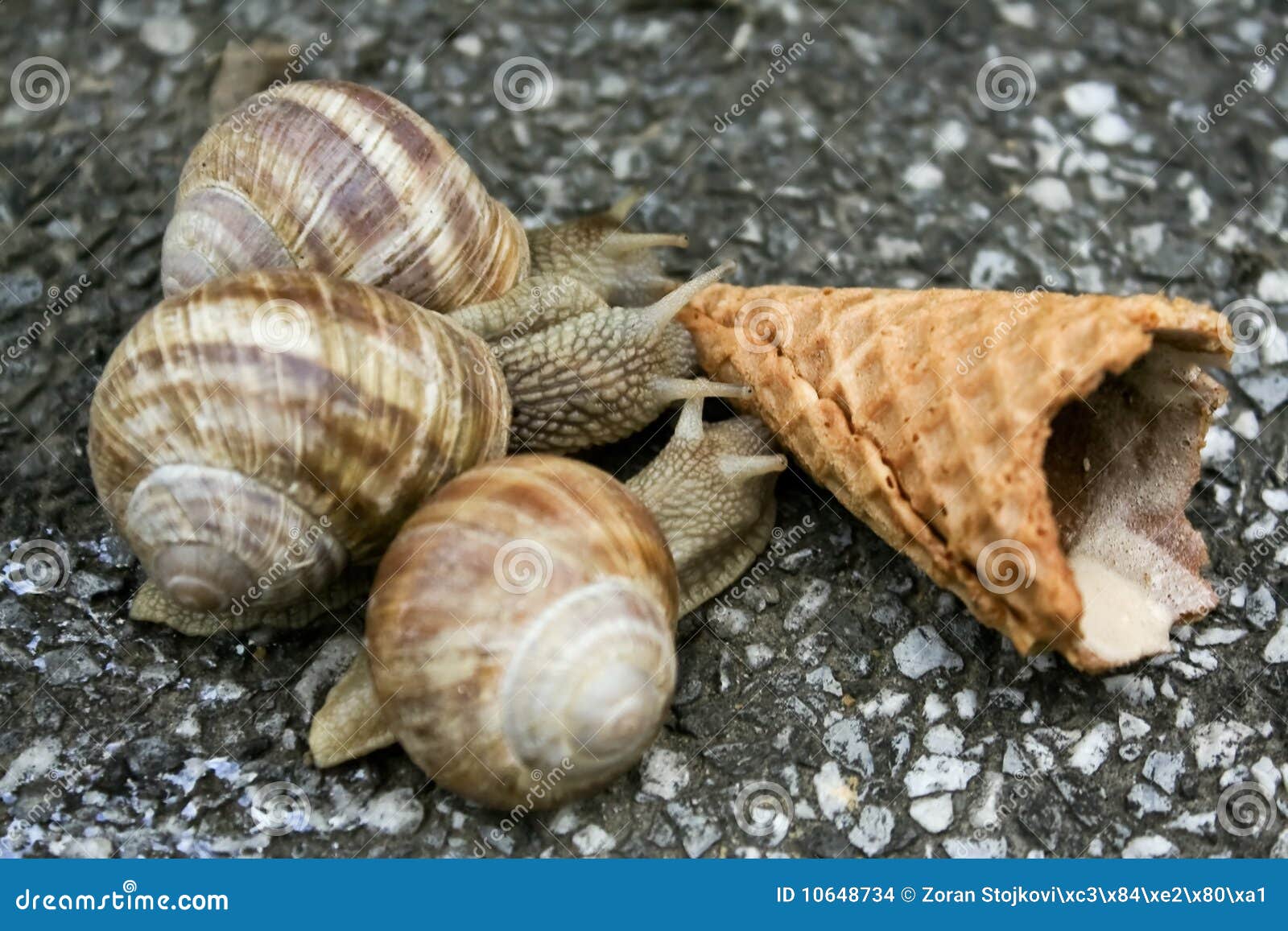 Three snails stock photo. Image of detail, spiral, macro - 10648734
