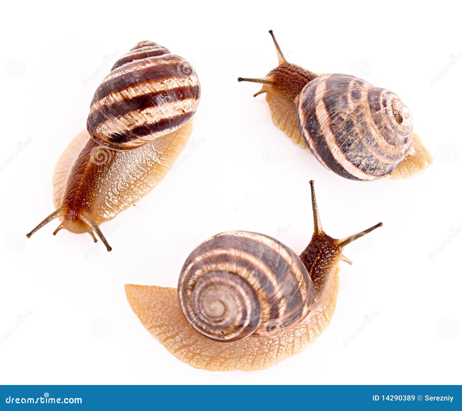 Three snails stock image. Image of creep, horns, mollusc - 14290389