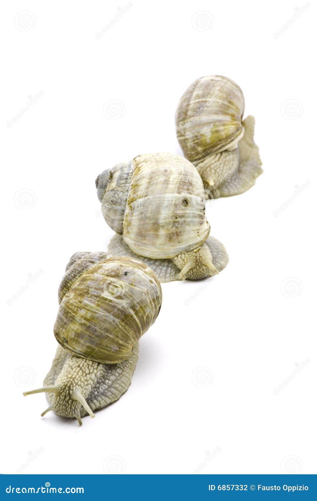 Three snails stock photo. Image of house, small, white - 6857332
