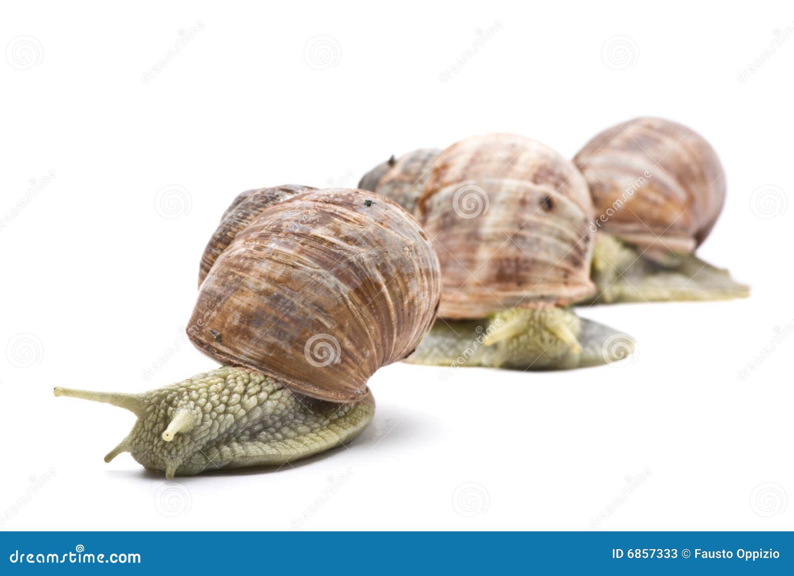 Three snails stock image. Image of antenna, white, mushroom - 6857333