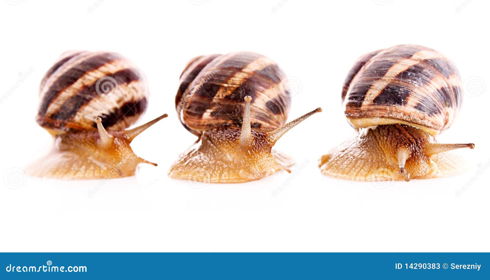Three snails isolated stock image. Image of slime, house - 14290383