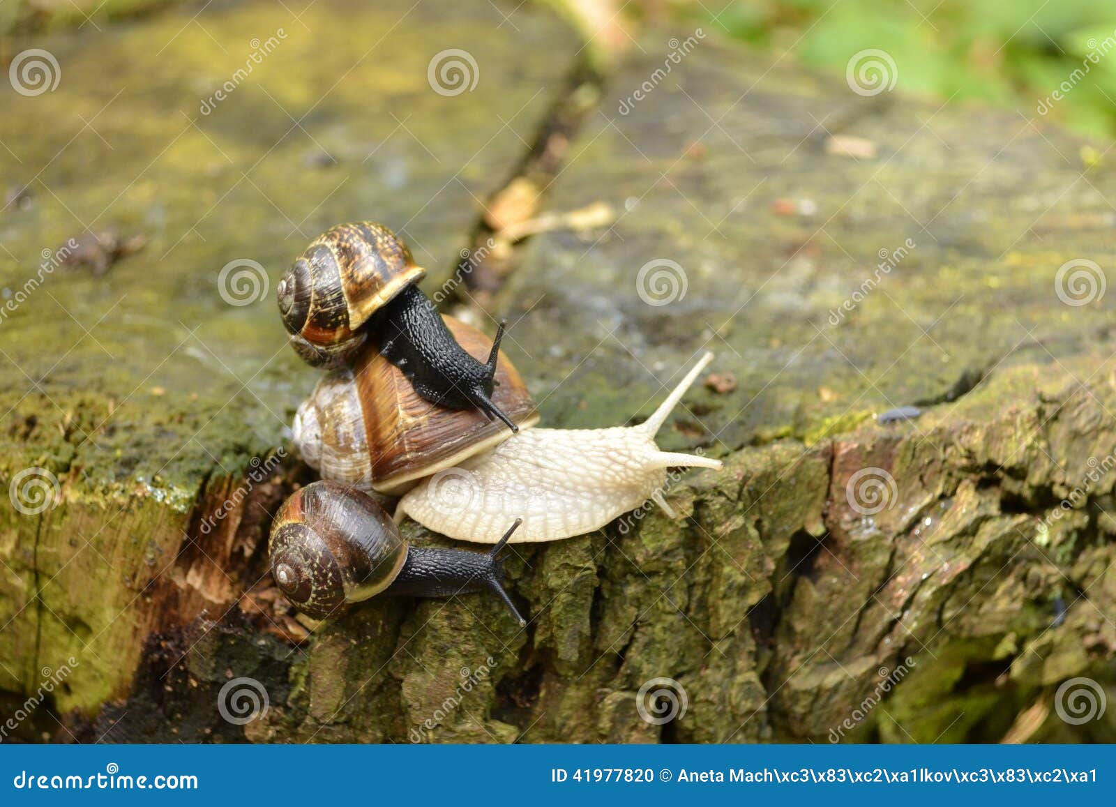 Three snails stock photo. Image of natural, fauna, stump - 41977820