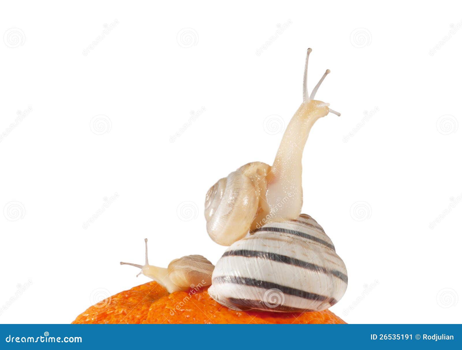 Three Snails on the Orange (isolated on White) Stock Image - Image of ...