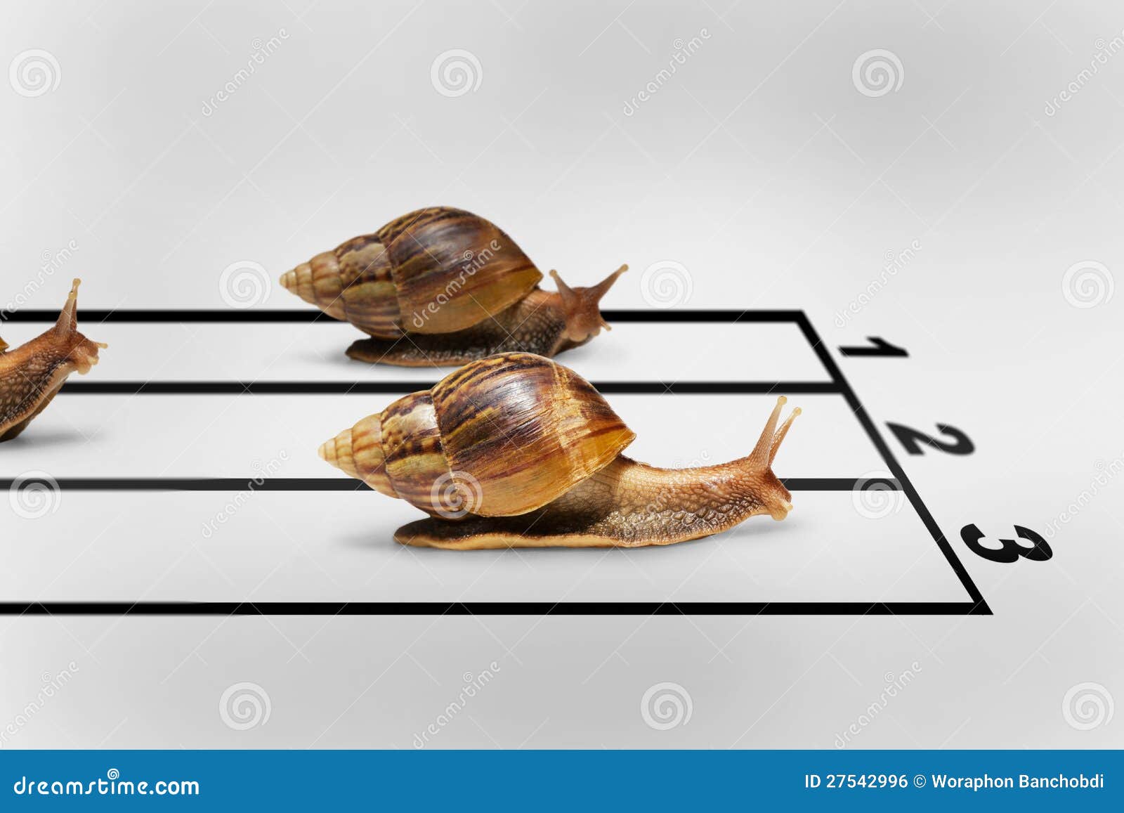 Three snails racing stock photo. Image of asian, empty - 27542996