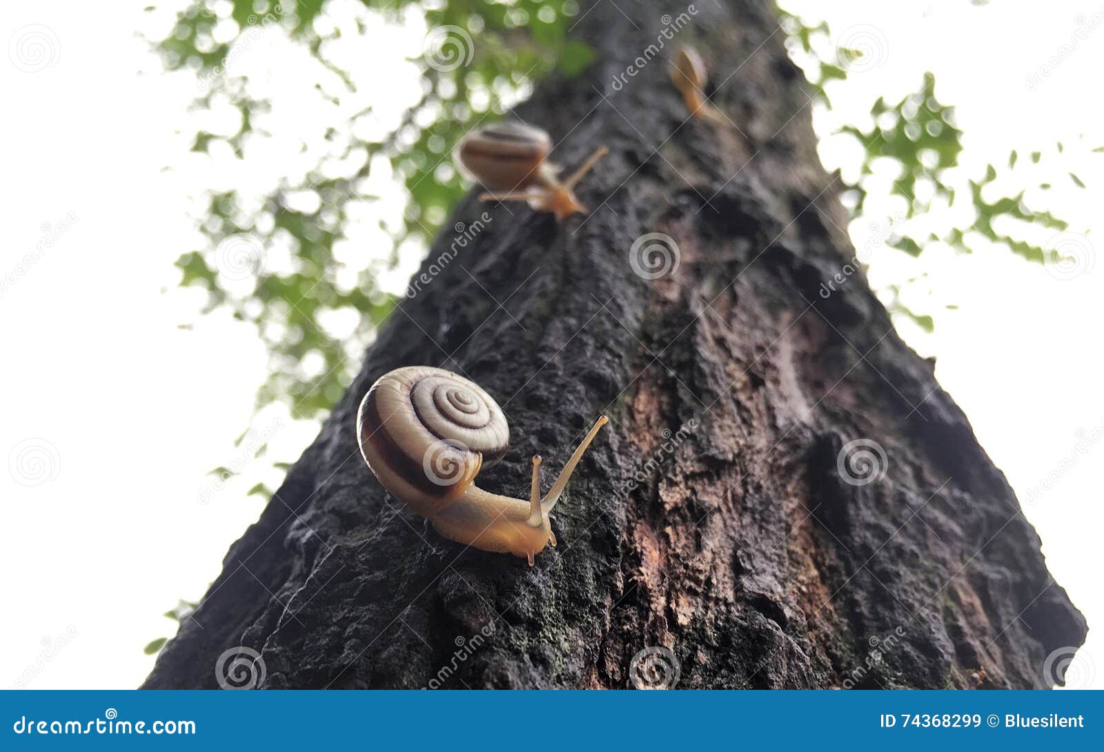 Three Snails Racing Up a Tree Stock Image - Image of nature, tree: 74368299