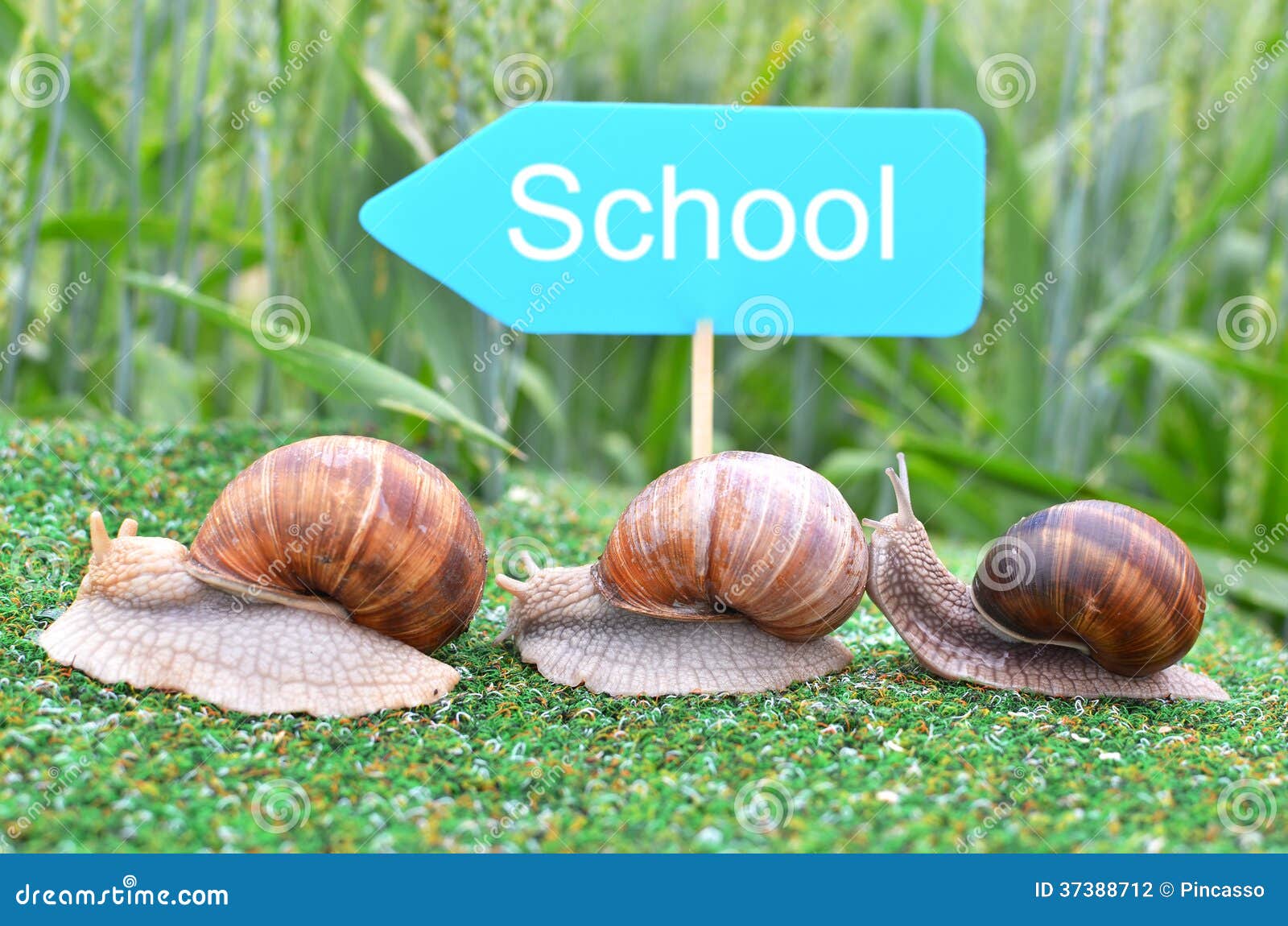 Three snails stock photo. Image of slimey, creature, stufdy - 37388712