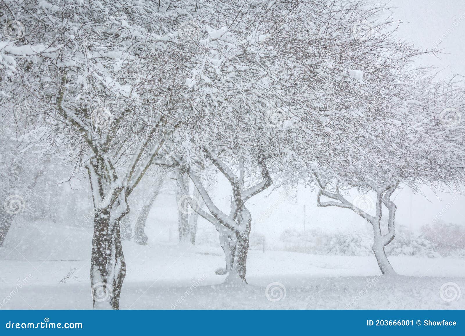 Three Snow Covered Trees in Falling Snow Stock Image - Image of three ...