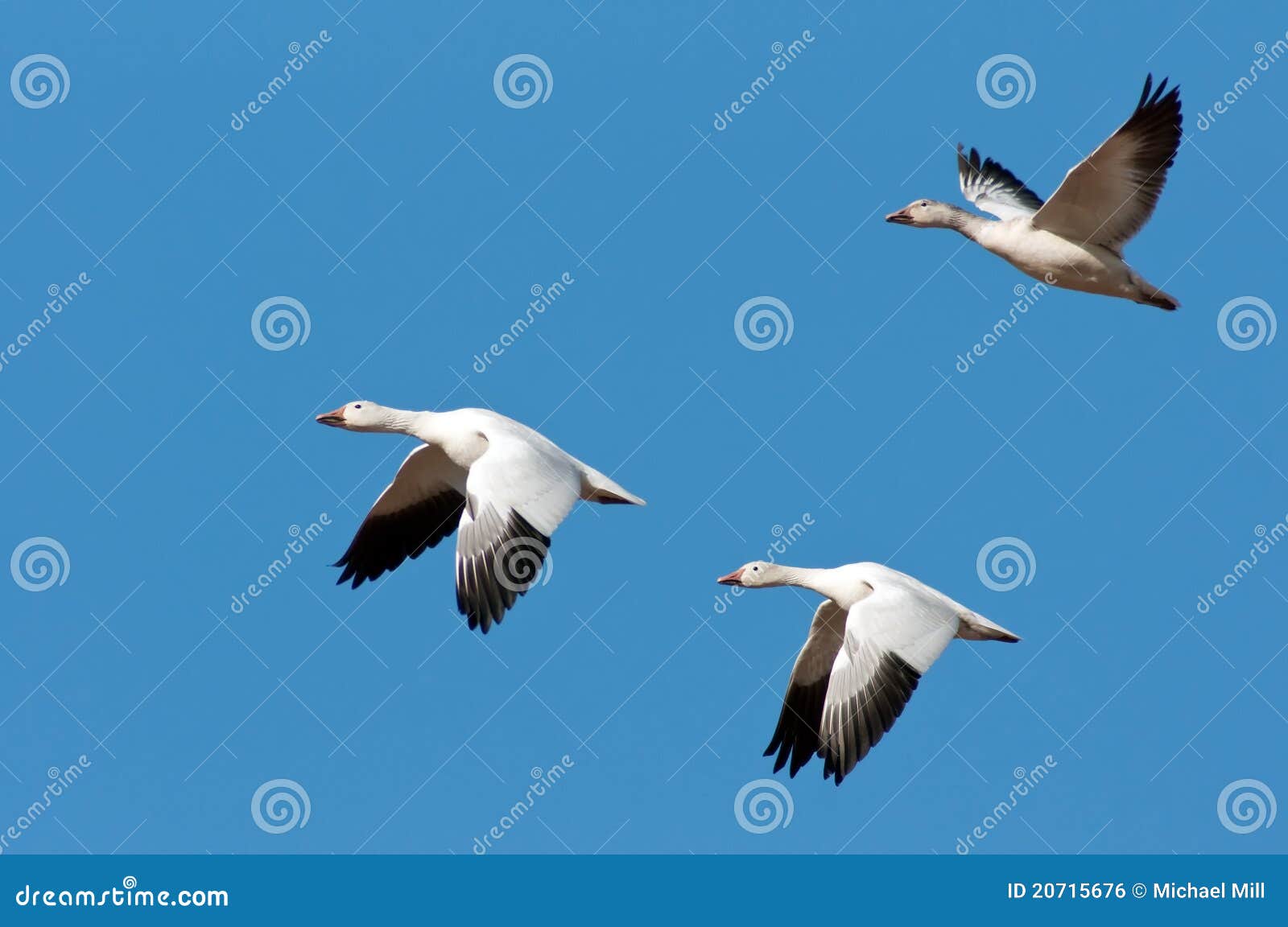 Three Snow Geese in Flight stock photo. Image of glide - 20715676