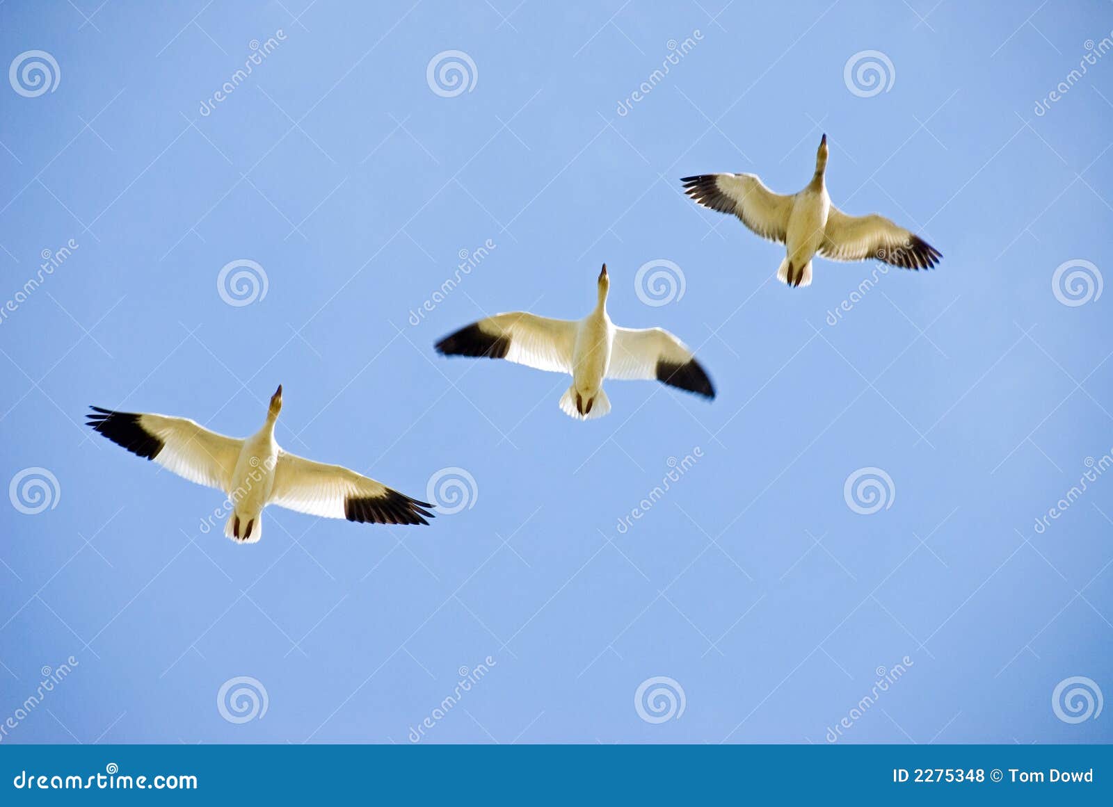 Three Snow Geese in Flight stock photo. Image of flying - 2275348