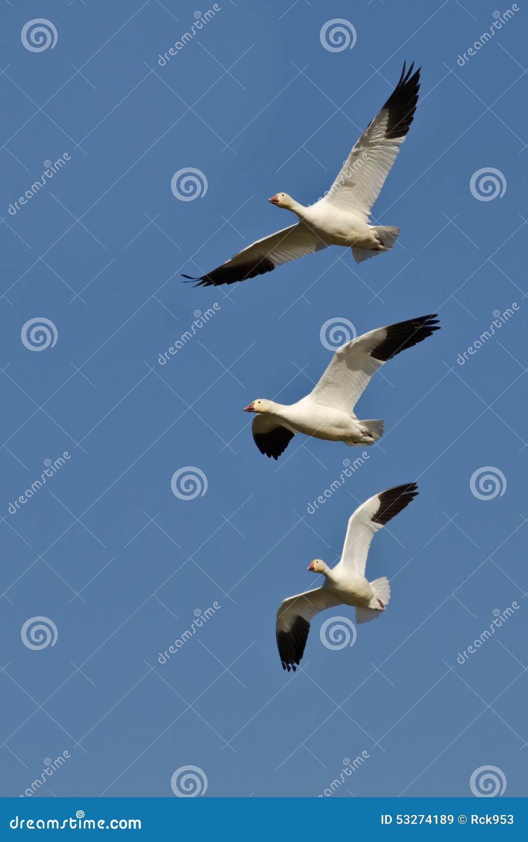 Three Snow Geese Flying in a Blue Sky Stock Image - Image of three ...