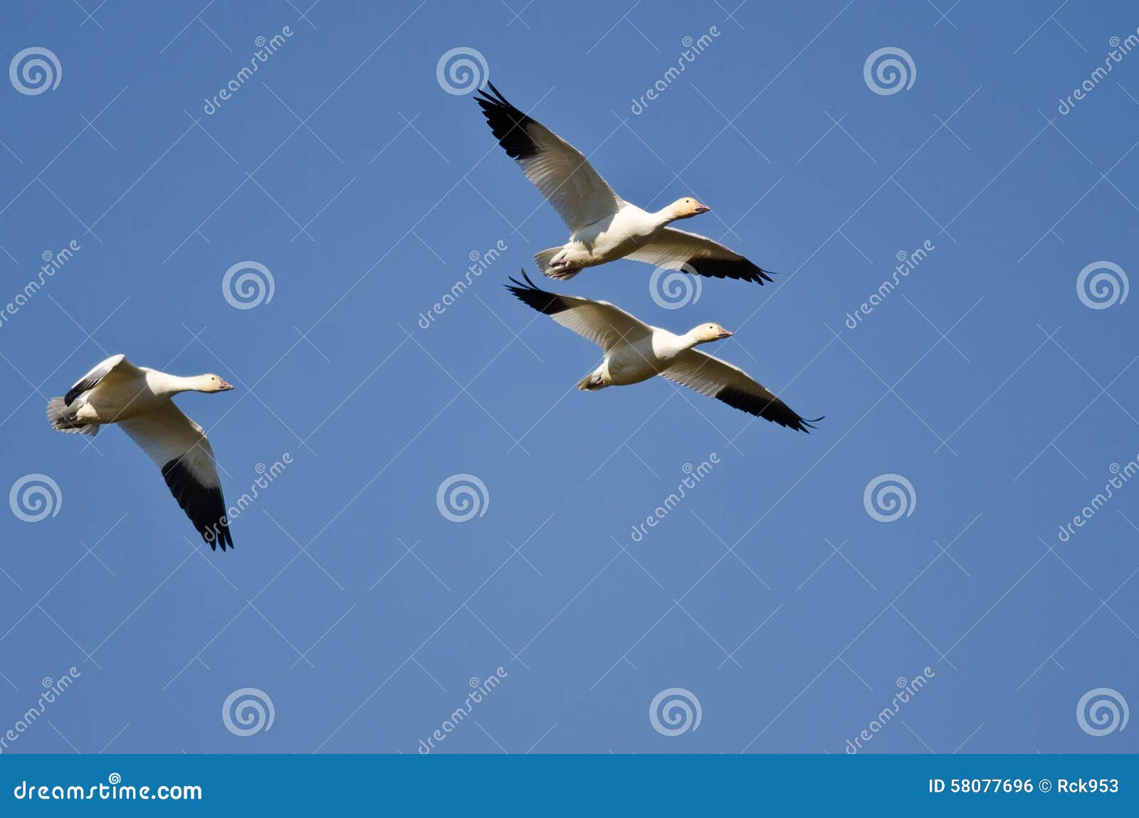Three Snow Geese Flying in a Blue Sky Stock Photo - Image of tips ...