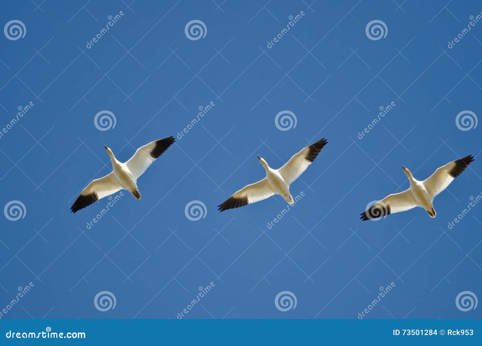 Three Snow Geese Flying in a Blue Sky Stock Photo - Image of three ...
