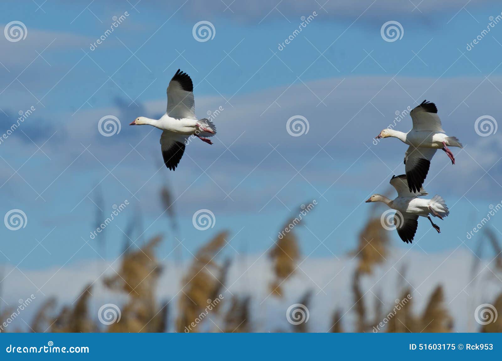 Three Snow Geese Landing in the Marsh Stock Image - Image of wing, tips ...