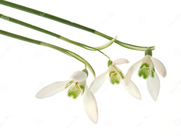 Three snowdrops isolated stock photo. Image of floral - 13569842