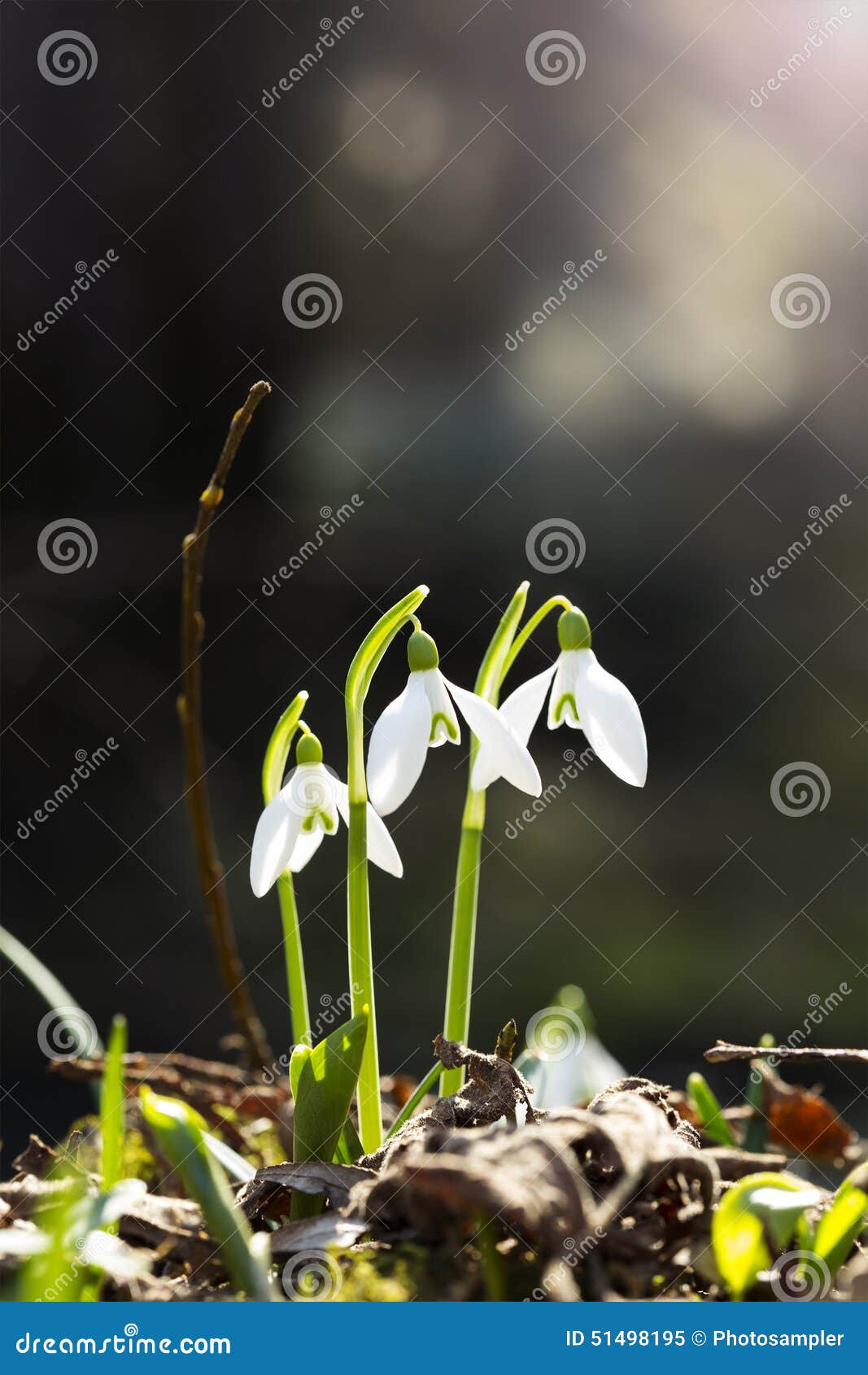 Three snowdrops stock image. Image of forest, plant, three - 51498195
