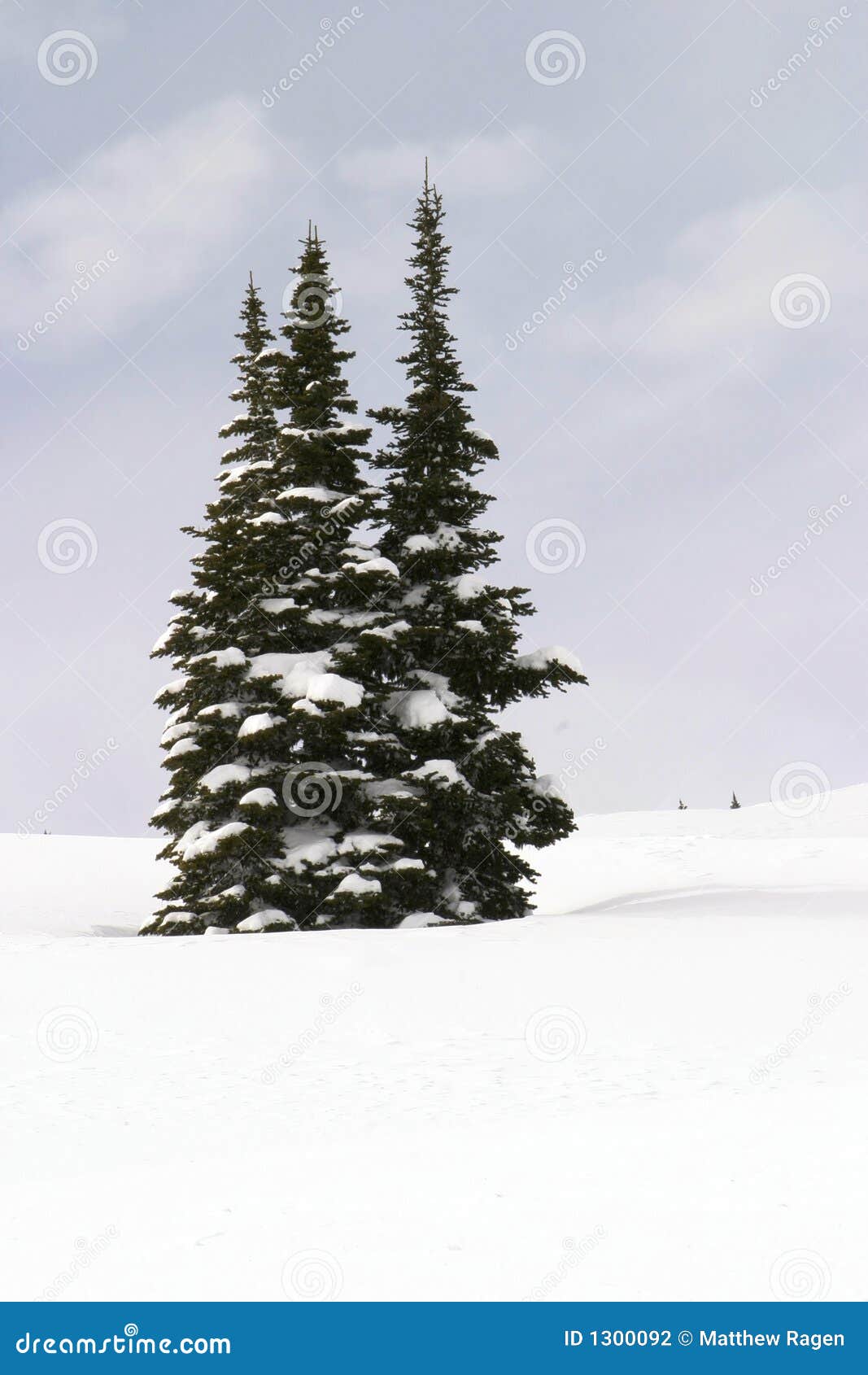 Three Snowy Trees stock photo. Image of cloud, trees, three - 1300092