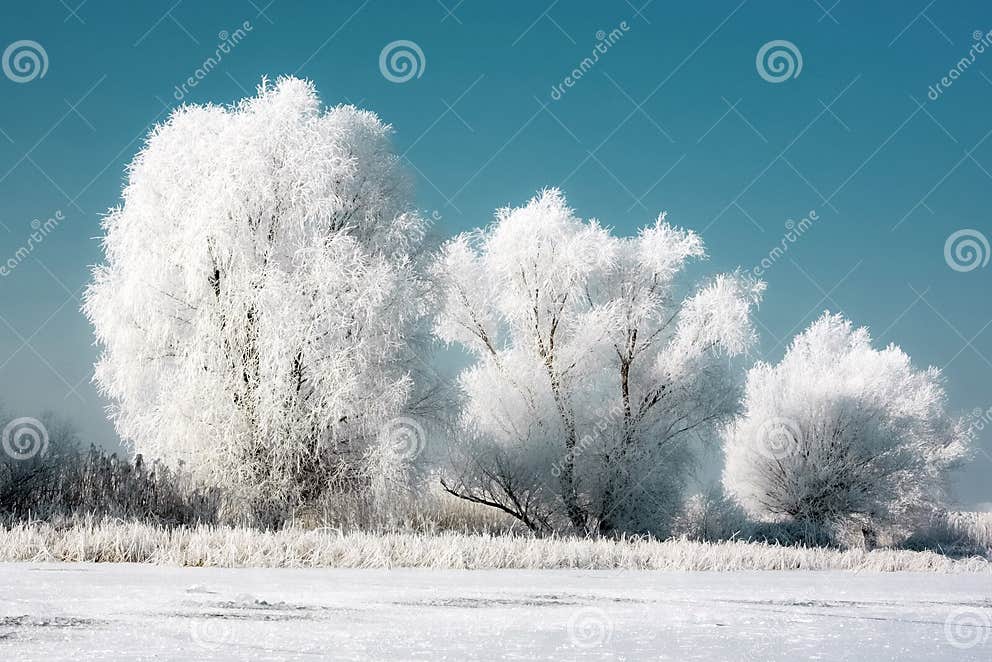 Three Snowy Trees stock image. Image of blue, light, temperature - 36896671