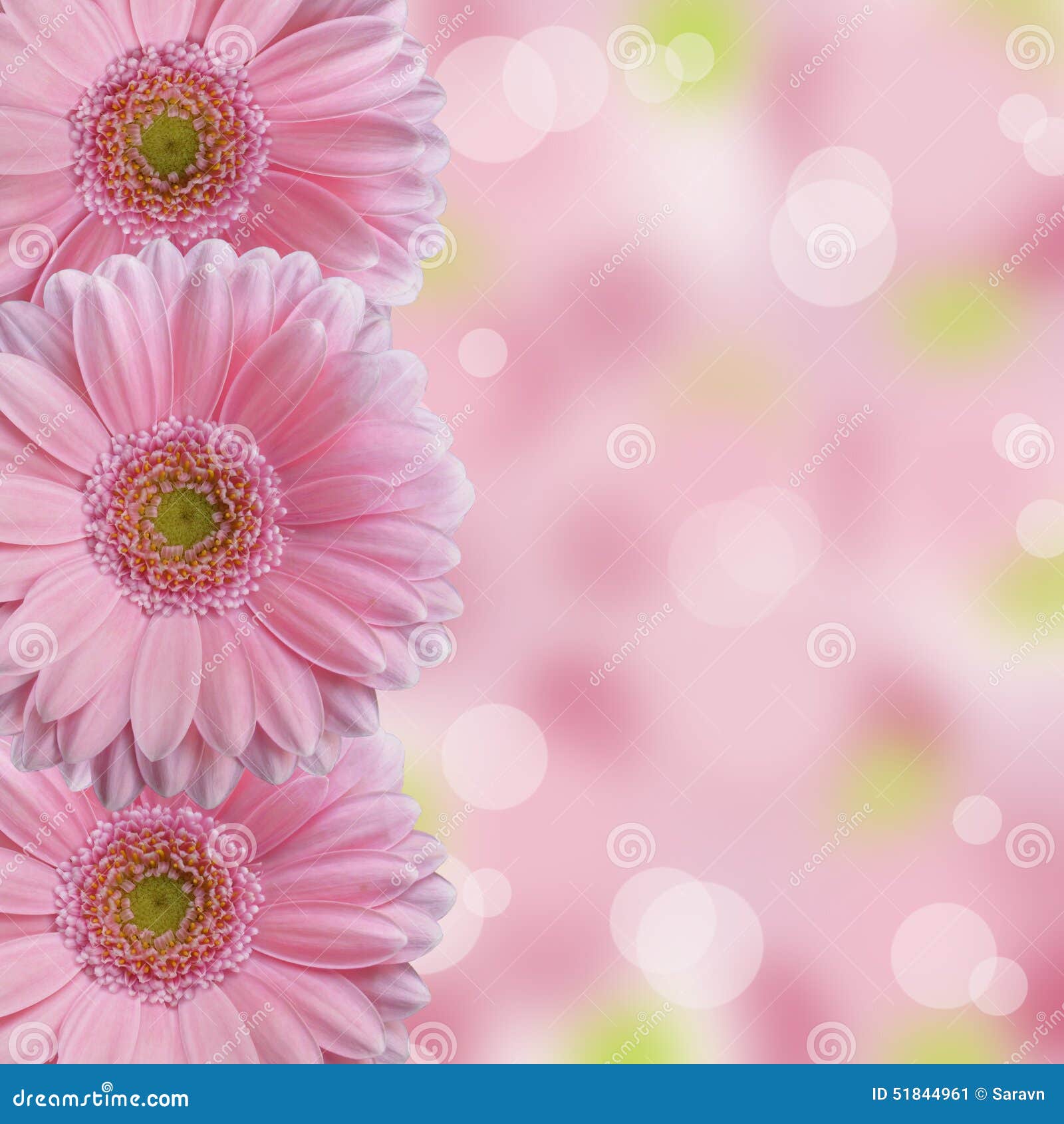 Pink Gerber Daisy Background